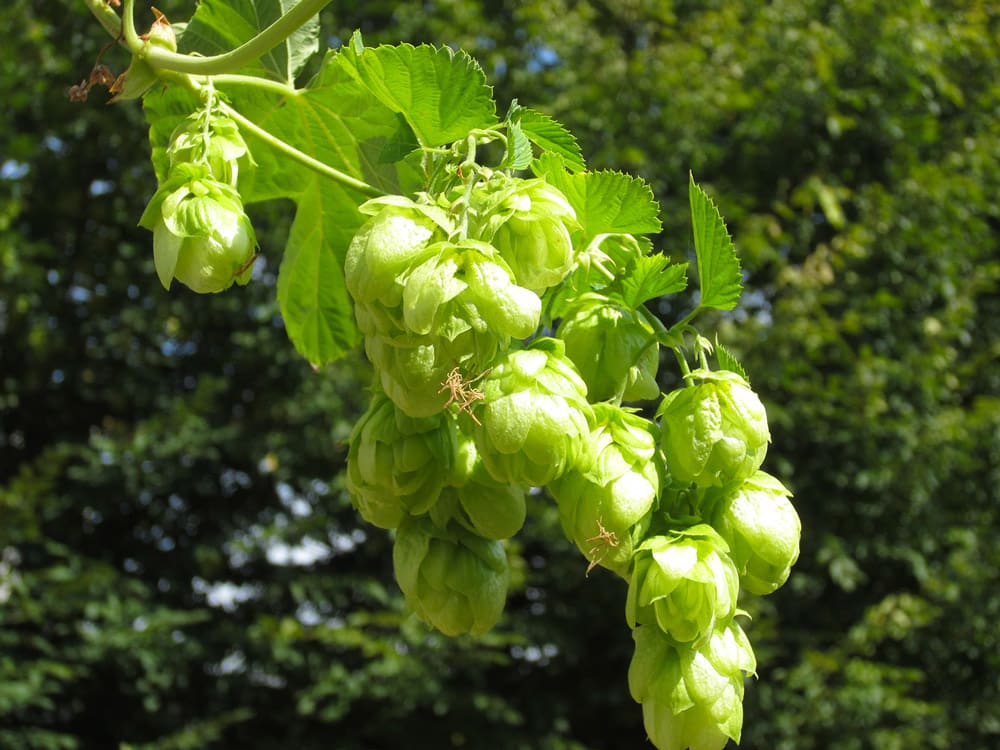 La Cophoudal : du houblon bien de chez nous | Bière Masterclass